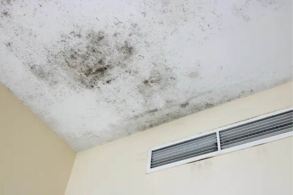 How Exposure to Toxic Mold Can Wreck Your Health