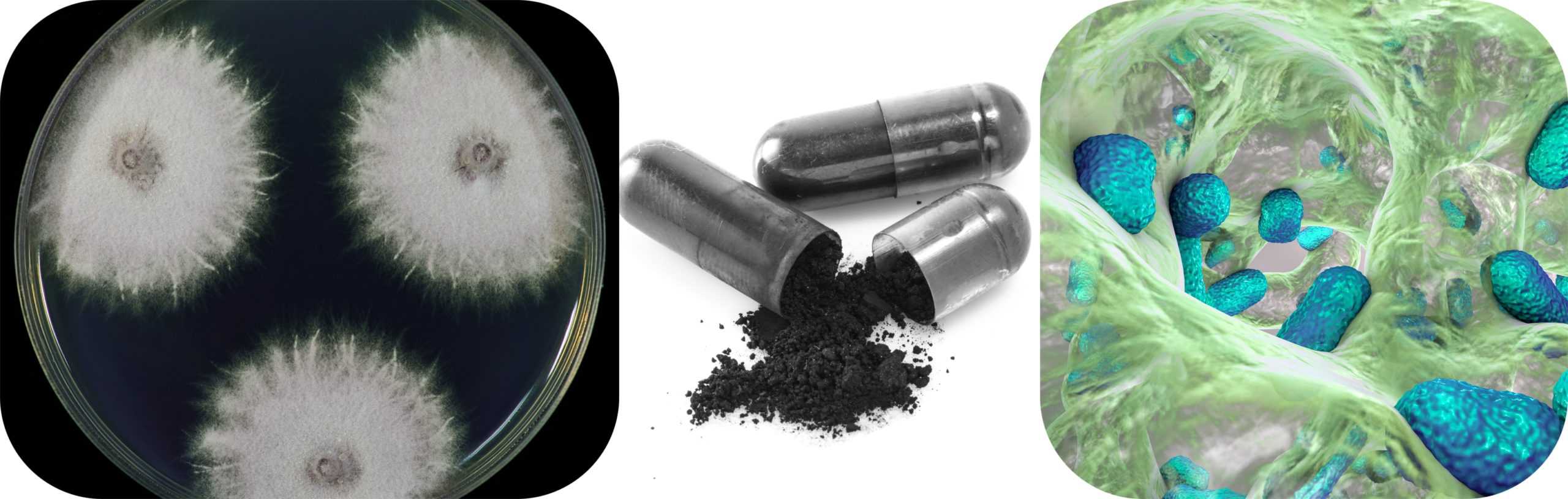 Biofilm and Binders in Mold-Related Illness